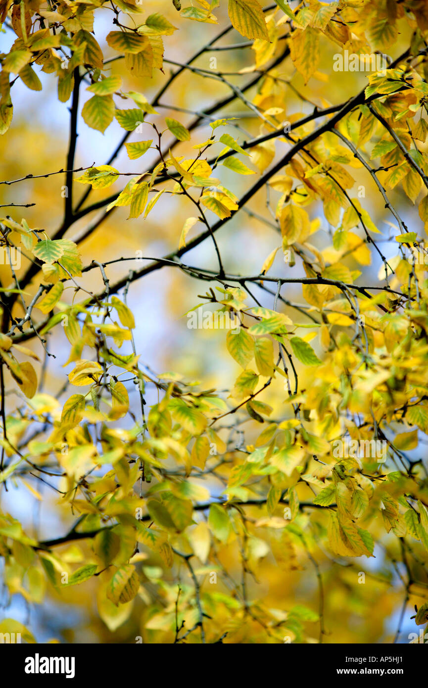 Cycle growth birch tree hi-res stock photography and images - Alamy