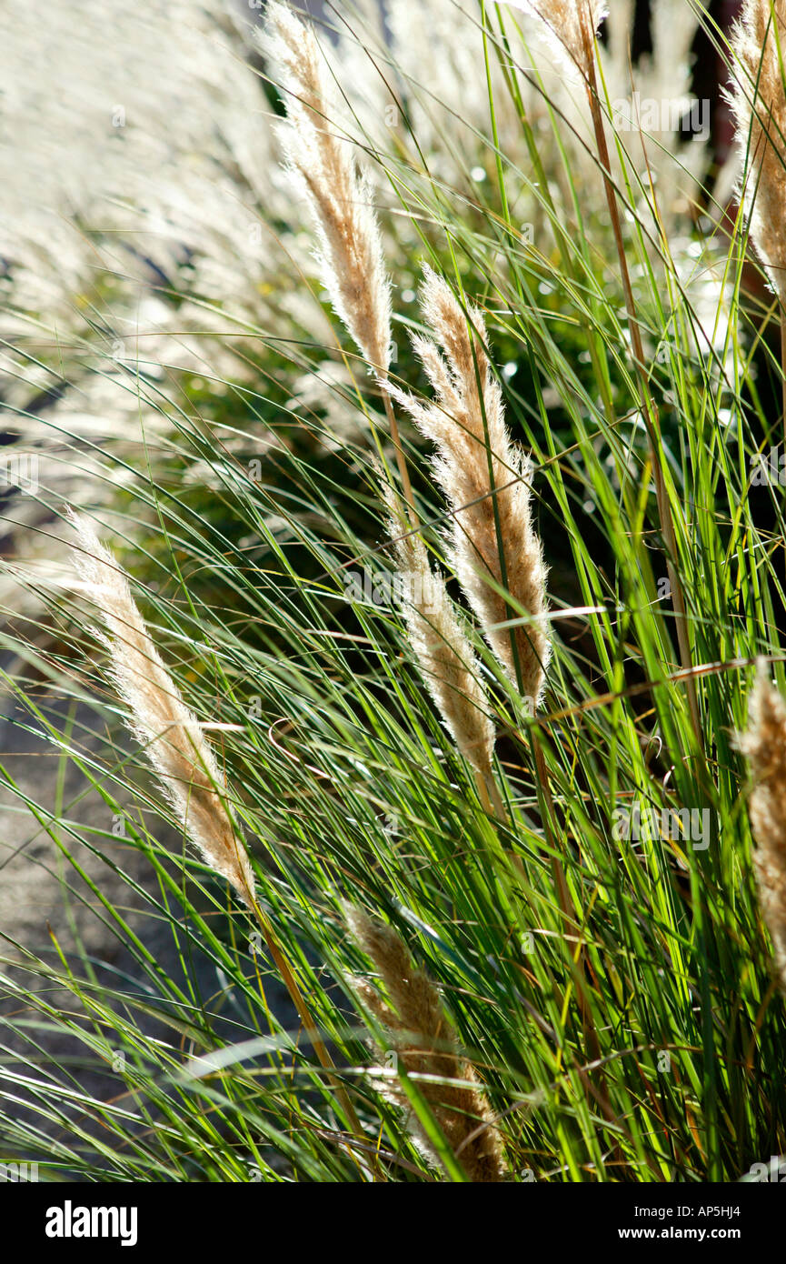 Pampas Grass Cortaderia selloana in Sunlight Stock Photo - Alamy