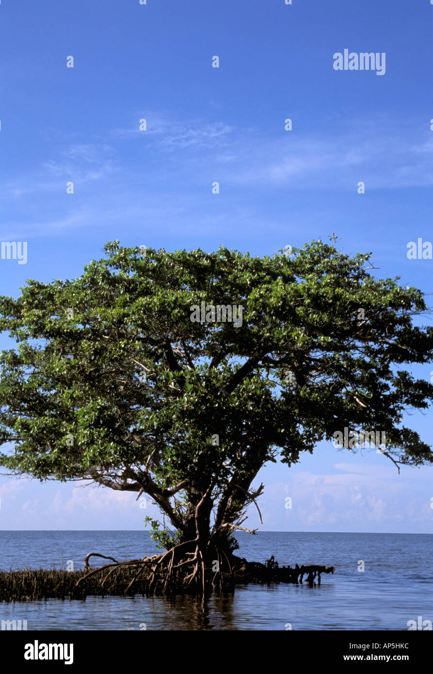 North America, USA, Florida, Everglades, 10,000 Islands, Turtle Key ...