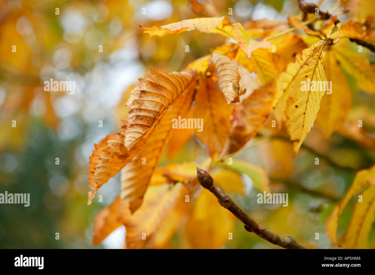 Sweet Chestnut Leaves Autumn Stock Photo - Alamy