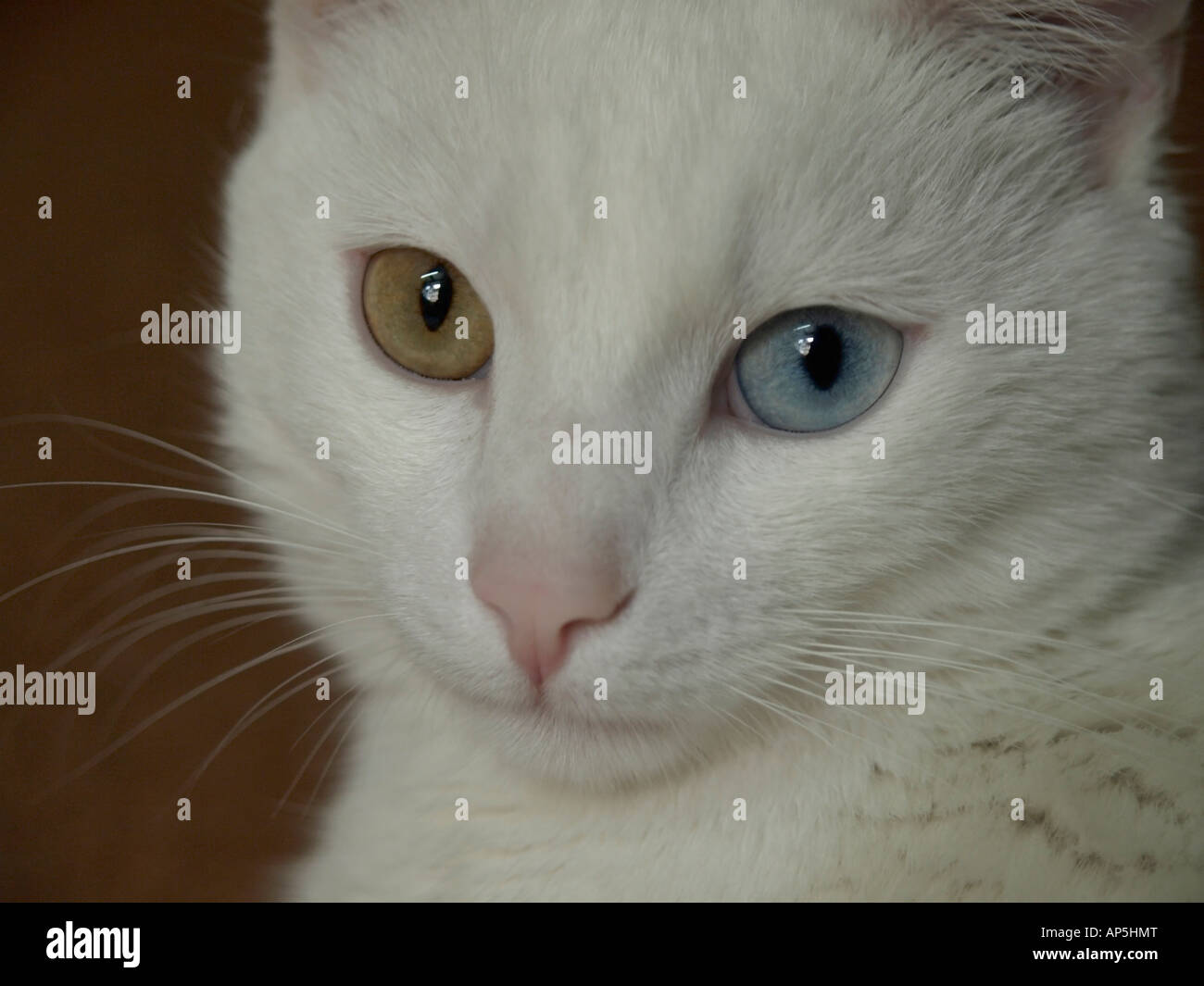 white house cat with eyes in different colours one blue and one amber ...