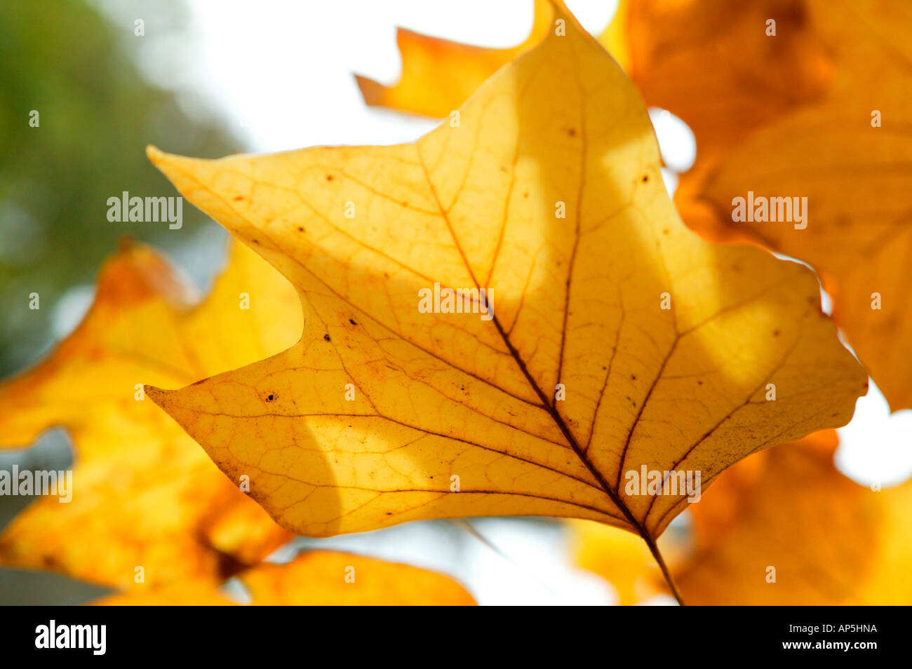 Tulip Tree Leaves in Autumn Stock Photo - Alamy