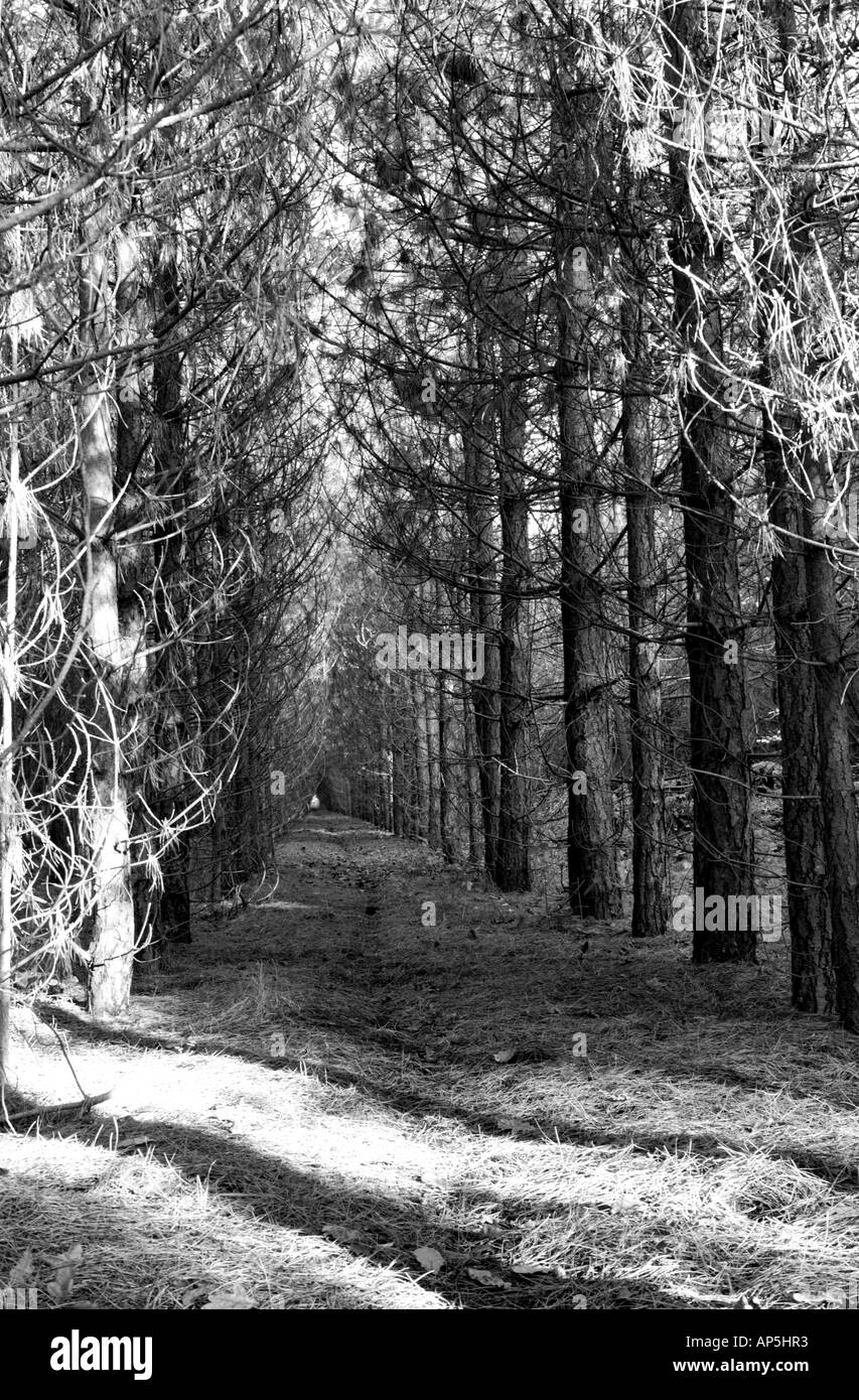 Cultivated Pines Thetford Forest Norfolk UK Monochrome Stock Photo - Alamy