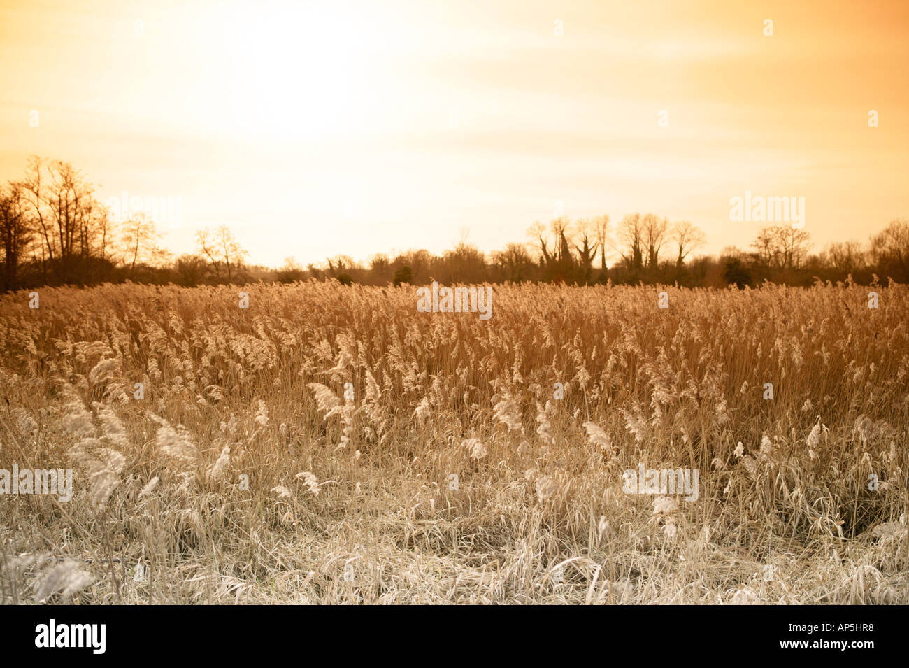 Marsh norwich hi-res stock photography and images - Alamy