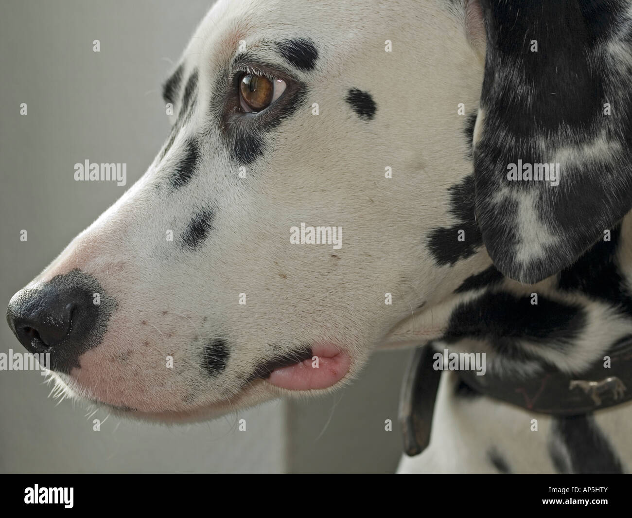 Dalmatian dog in black and white side staring to the front Stock Photo ...