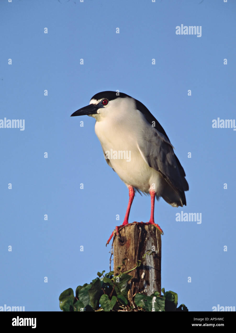 Black-crowned Night Heron (Nycticorax nycticorax). USA, Florida Stock ...