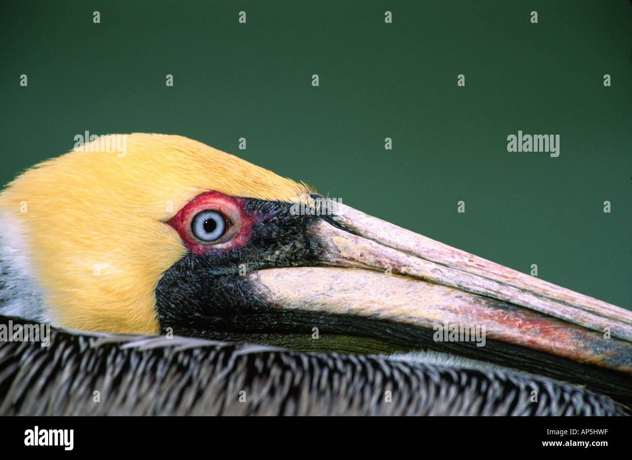 Male Brown Pelican (Pelecanus occidentalis) in breeding plumage. USA ...