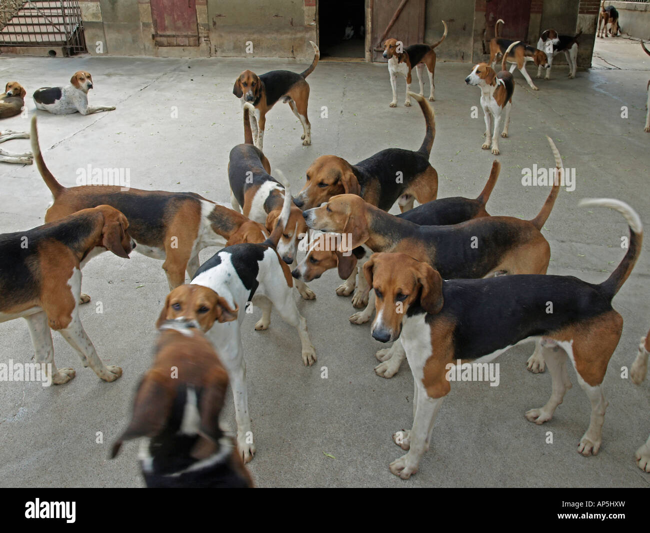 hounds in a kennel Stock Photo - Alamy