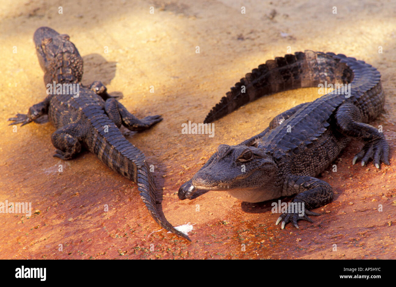 North America, USA, Florida, Everglades National Park. Young Alligators ...