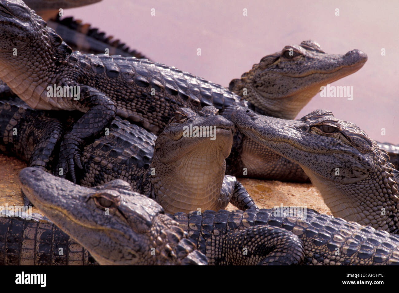 North America, USA, Florida, Everglades National Park. Young Alligators ...