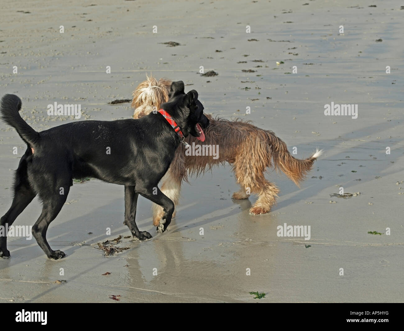 two dogs playing on beach at water Stock Photo - Alamy