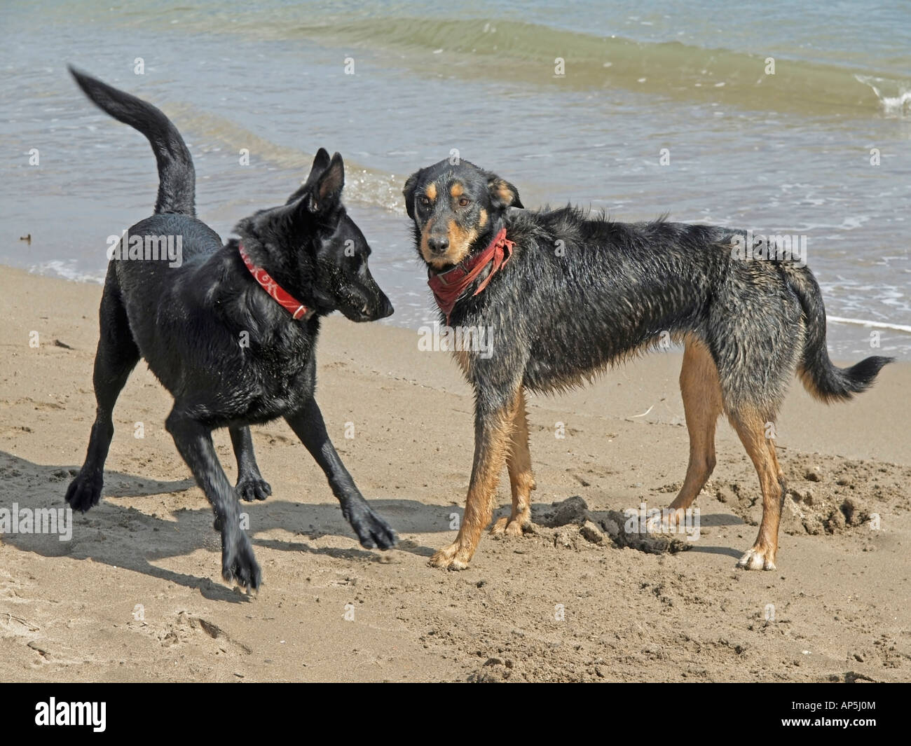 Two Dogs On The Beach High Resolution Stock Photography and Images - Alamy