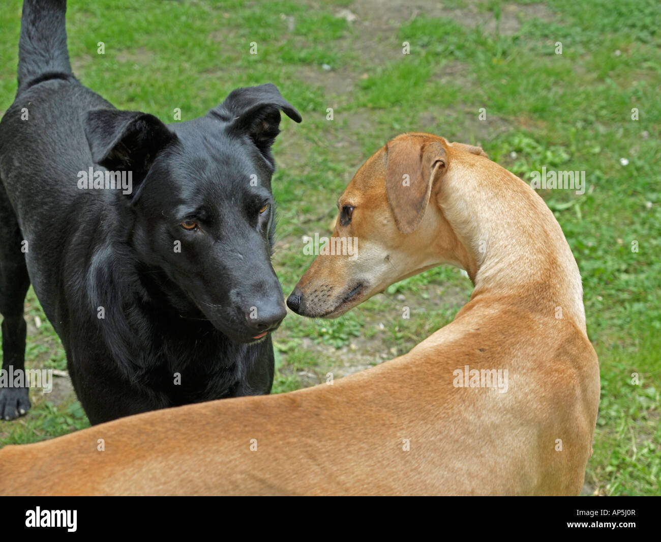 two dogs meeting and taking contact by sniffing each other Stock Photo ...