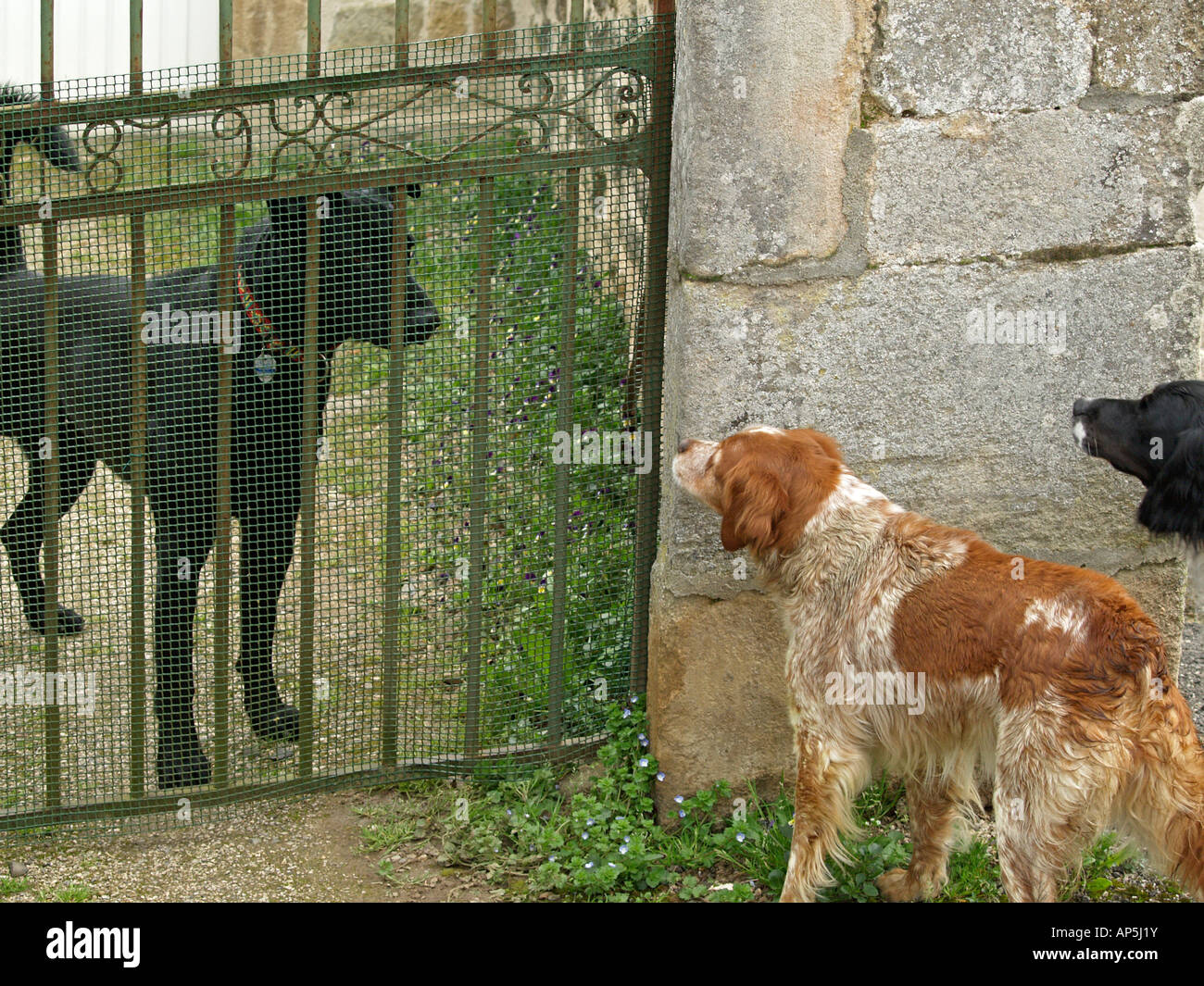 Hybrid meeting hi-res stock photography and images - Alamy