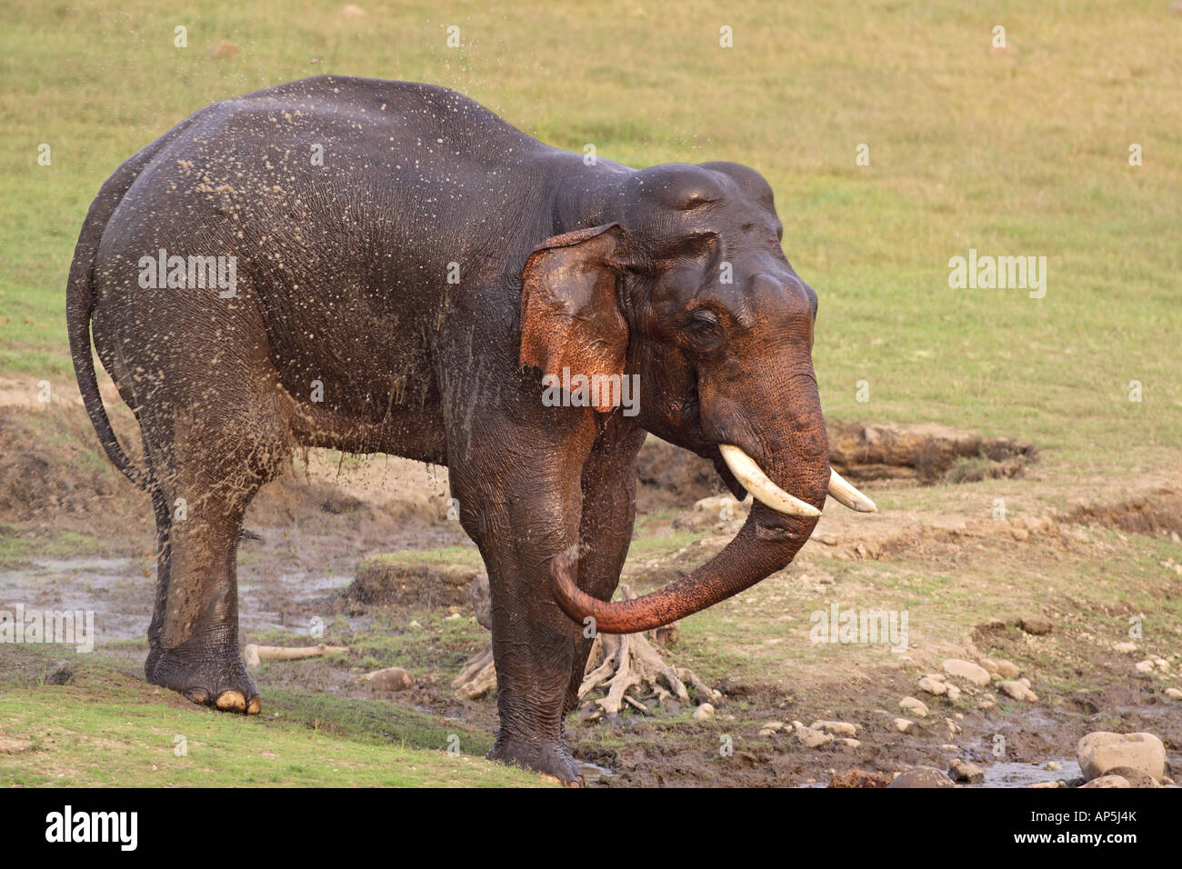 Indian Asian Elephant spraying water Corbett National Park Uttaranchal ...
