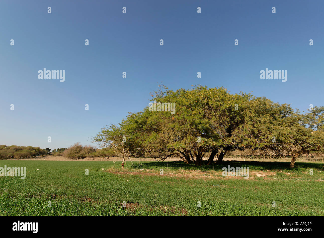 Acacia Albida trees in Tel Shimron on the borderline of Jezreel Valley ...