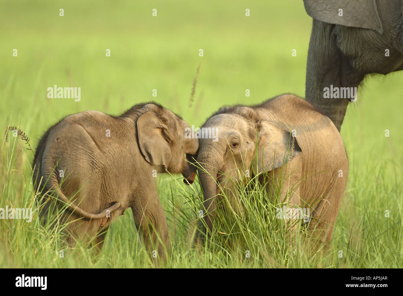 Young Indian Asian Elephants Corbett National Park Uttaranchal India ...