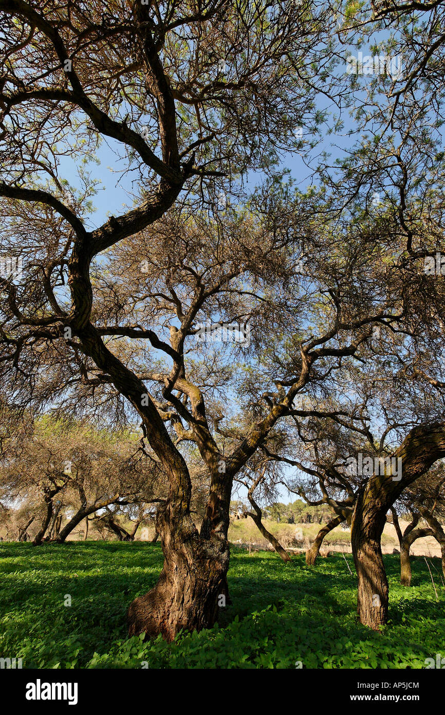 Acacia Albida trees in Tel Shimron on the borderline of Jezreel Valley ...