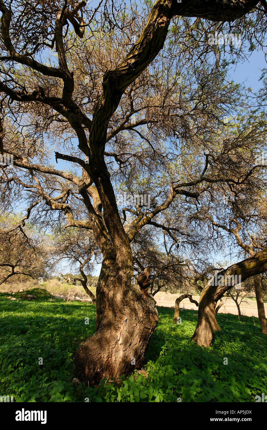 Acacia Albida trees in Tel Shimron on the borderline of Jezreel Valley ...