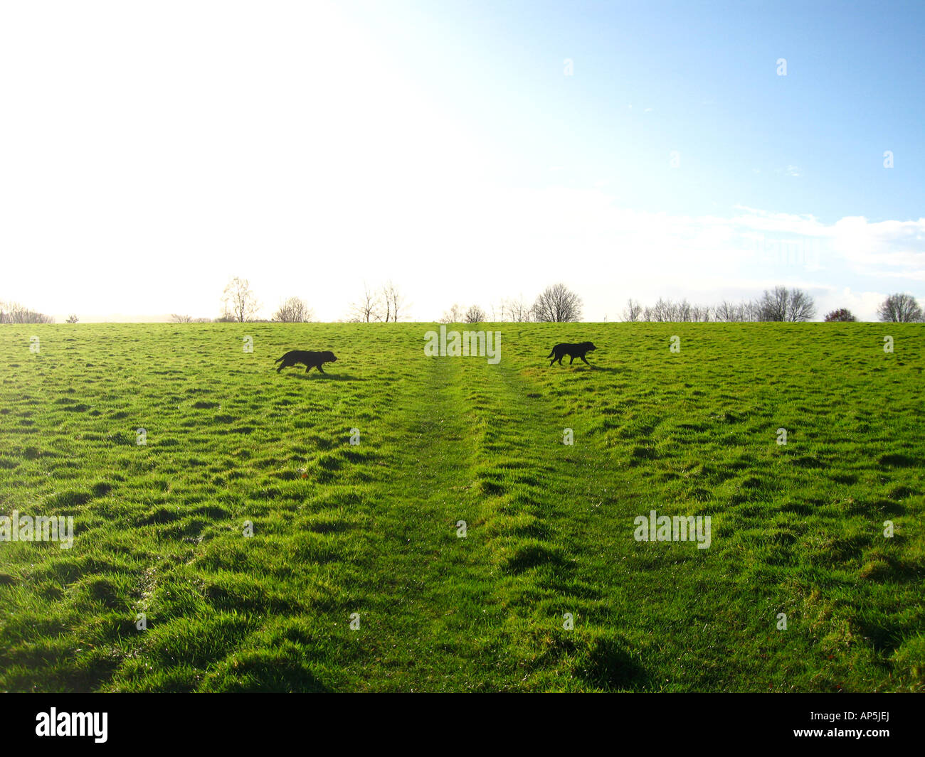 Dogs in Field Stock Photo - Alamy