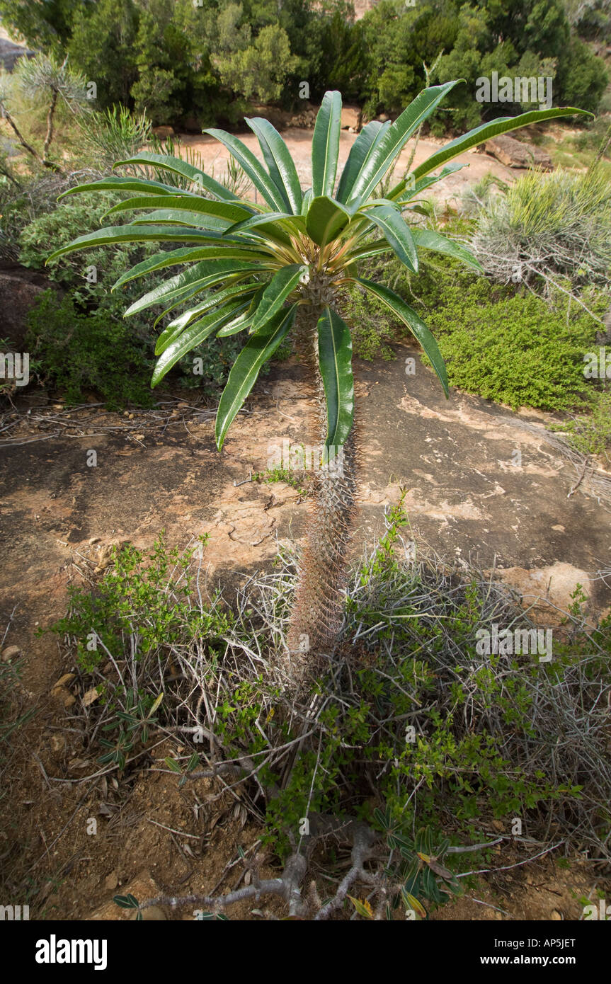 spiny forest, Andohahela National Park, Madagascar Stock Photo - Alamy