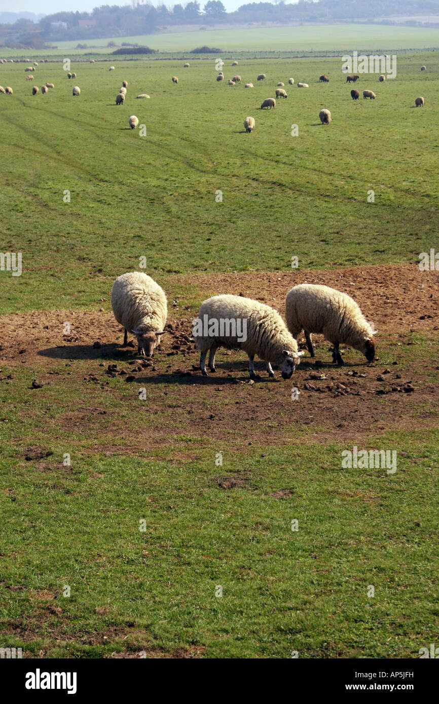 English meadow hi-res stock photography and images - Alamy
