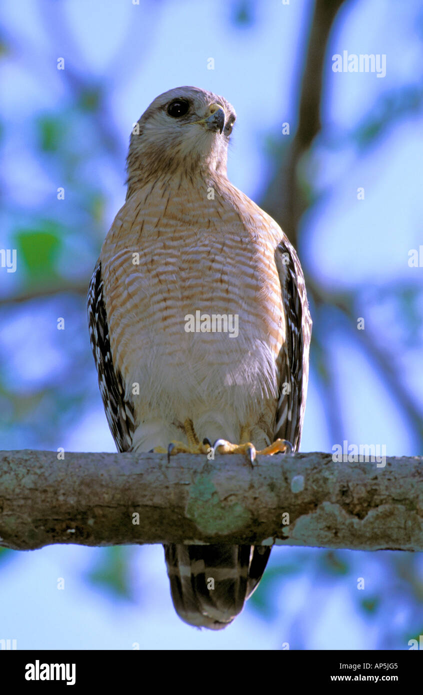 North America, USA, Florida, Everglades National Park. Coopers Hawk ...