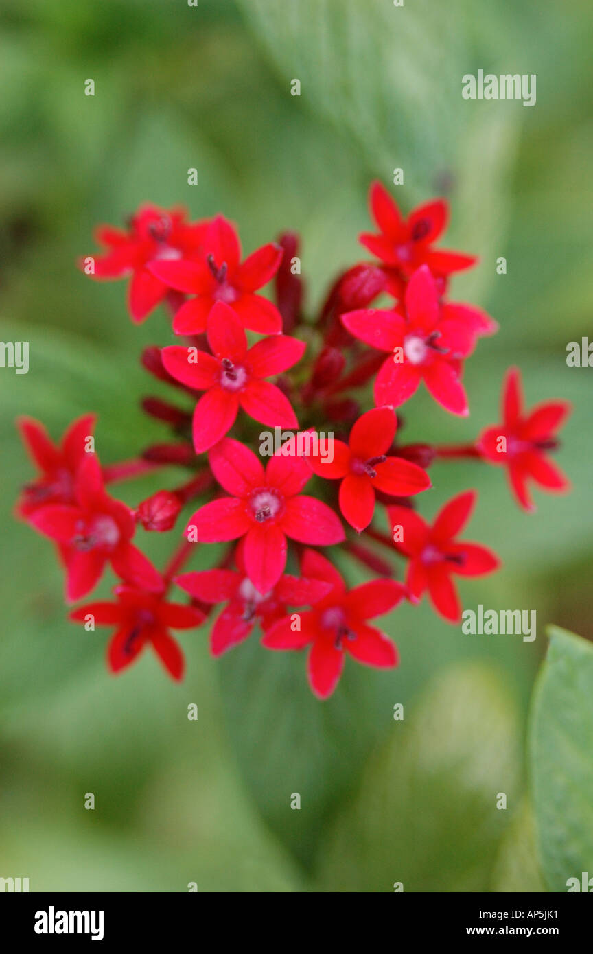 North America, USA, Florida, Edgewater, red Pentas flower Stock Photo ...