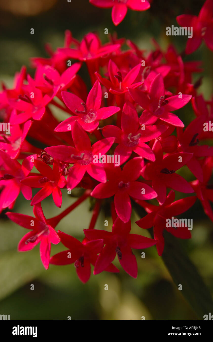 North America, USA, Florida, Edgewater, red Pentas flower Stock Photo ...