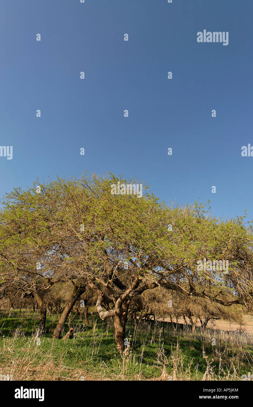 Acacia Albida trees in Tel Shimron on the borderline of Jezreel Valley ...
