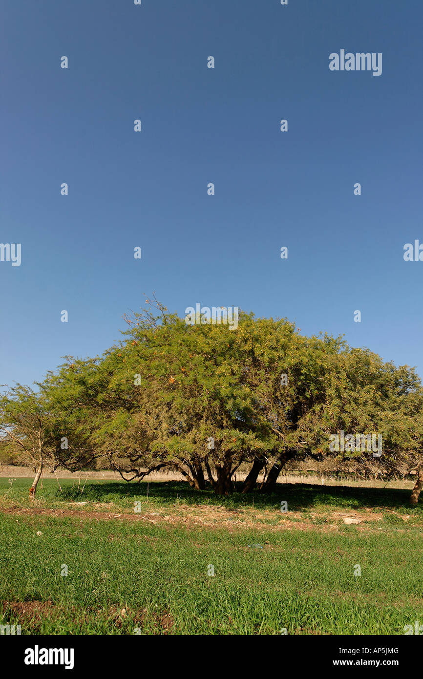 Acacia Albida trees in Tel Shimron on the borderline of Jezreel Valley ...
