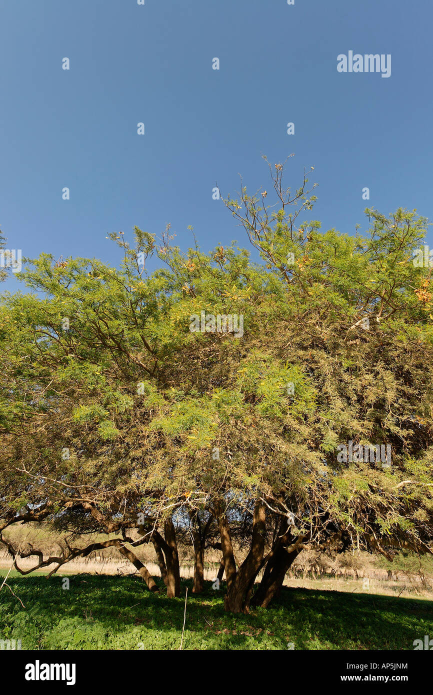 Acacia Albida trees in Tel Shimron on the borderline of Jezreel Valley ...
