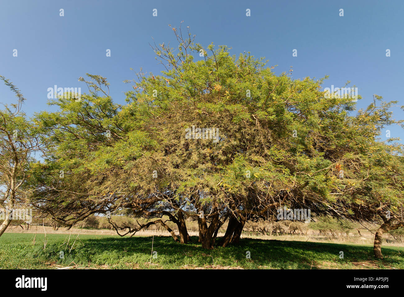 Acacia Albida trees in Tel Shimron on the borderline of Jezreel Valley ...
