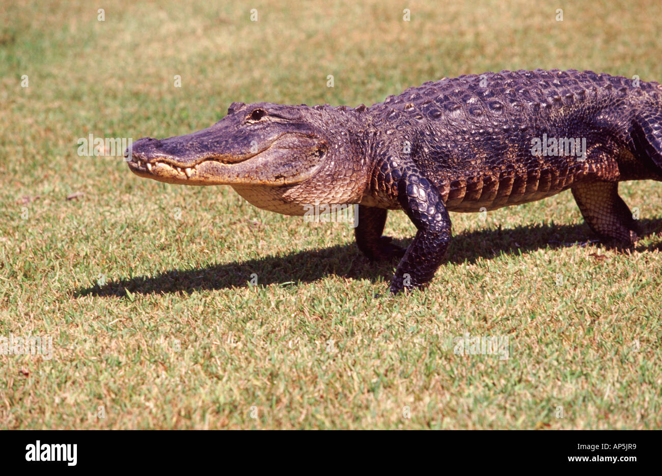 American alligator walking hi-res stock photography and images - Alamy