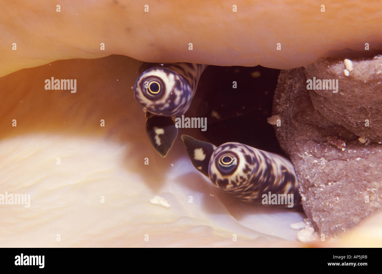 USA, Florida, Key Largo, Queen Conch (eyes & foot Stock Photo - Alamy