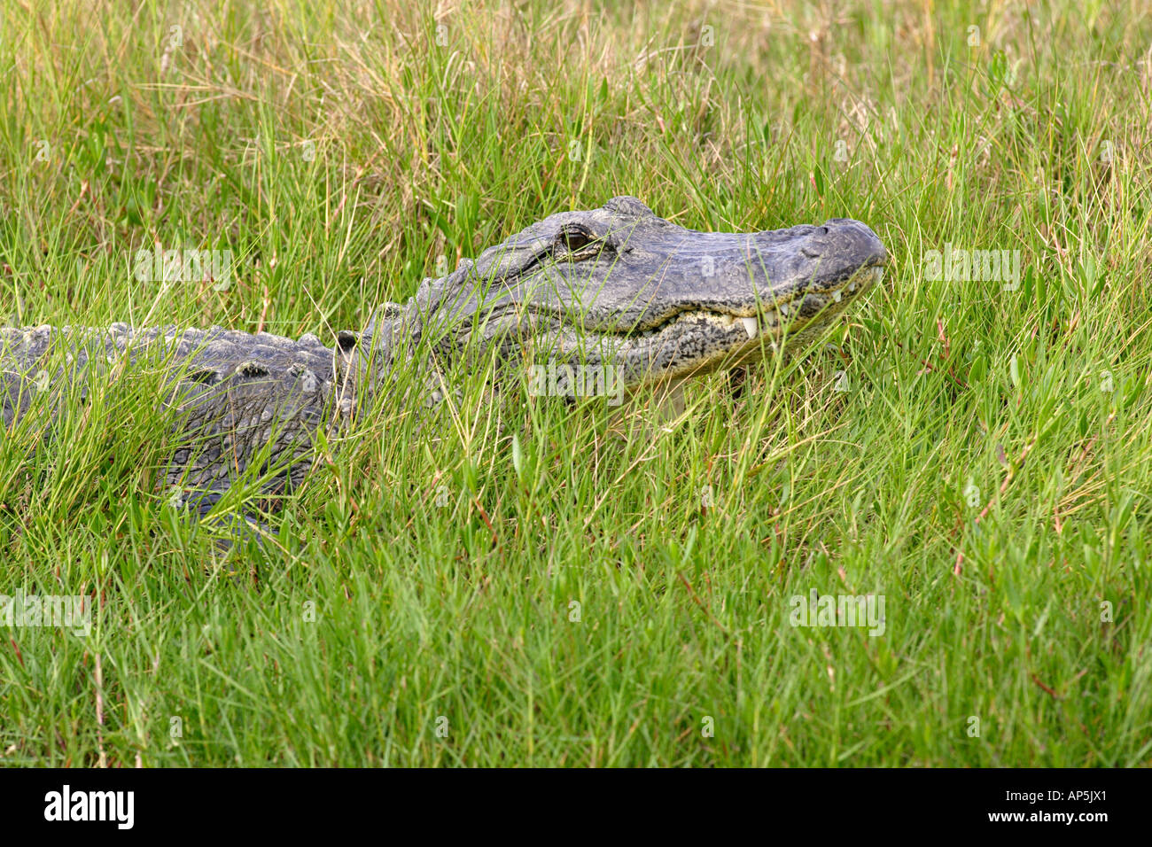 USA, Florida, Merritt Island NWR, American Alligator sunning, Alligator ...