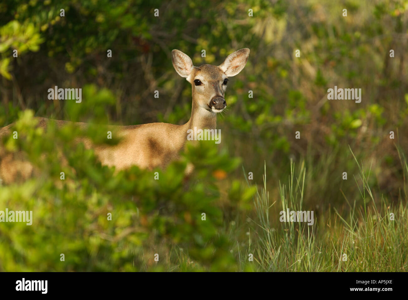 Radio key hi-res stock photography and images - Alamy