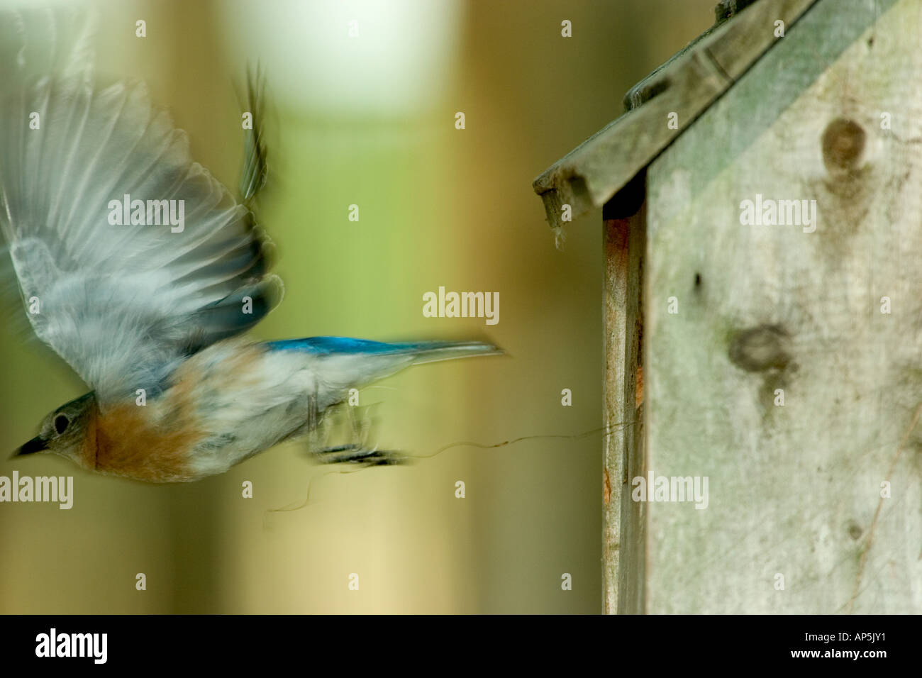 Eastern bluebird flight hi-res stock photography and images - Alamy