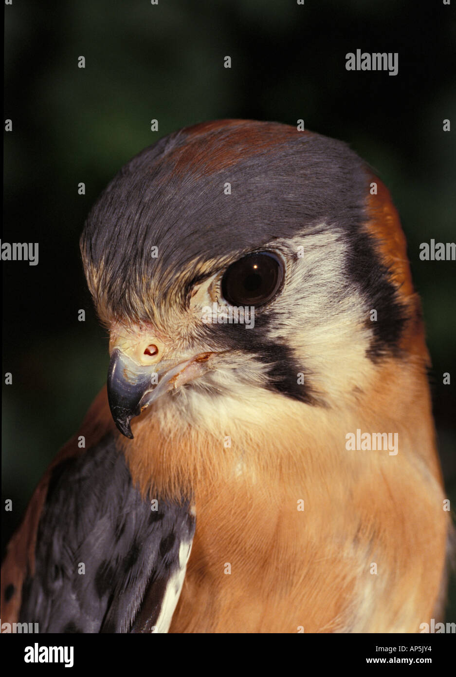 Florida Kestrel High Resolution Stock Photography and Images - Alamy