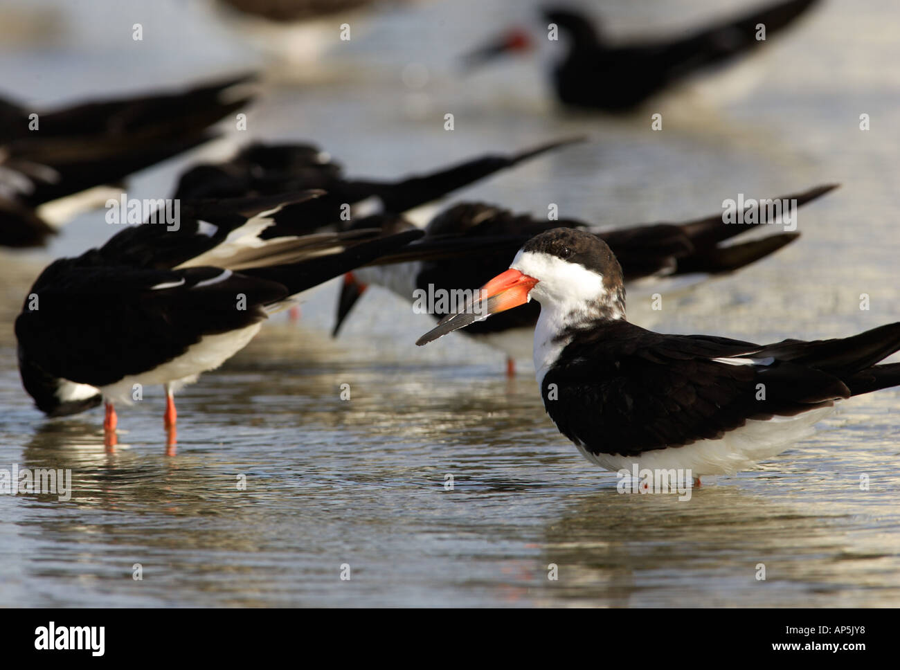 Black skimmer preening beach hi-res stock photography and images - Alamy