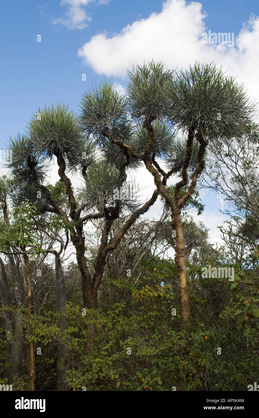 Euphorbia laro, Andohahela National Park, Madagascar Stock Photo - Alamy