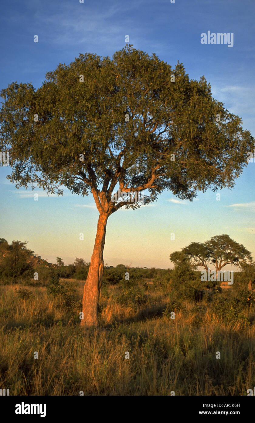 Tree in the morning sun (Savuti, Botswana Stock Photo - Alamy