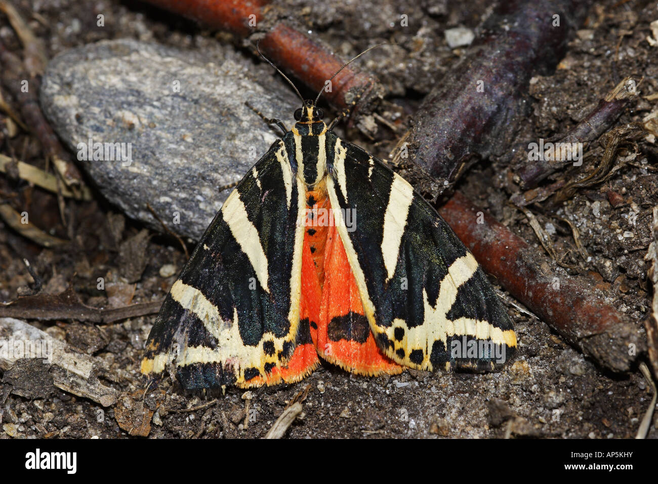 Russischer Bär Panaxia quadripunctaria Schmetterling Nachtfalter ...