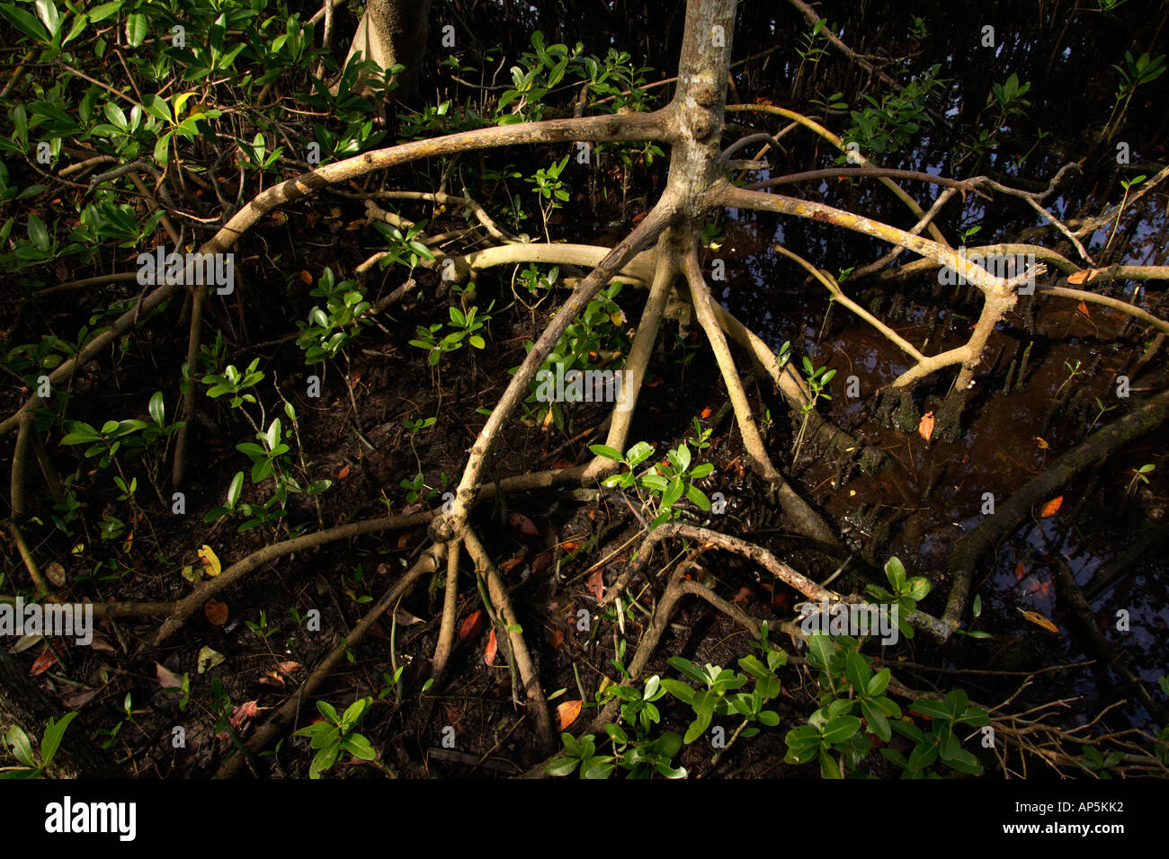 USA, Florida, Sarasota, South Lido Beach Nature trail, Red mangroves ...