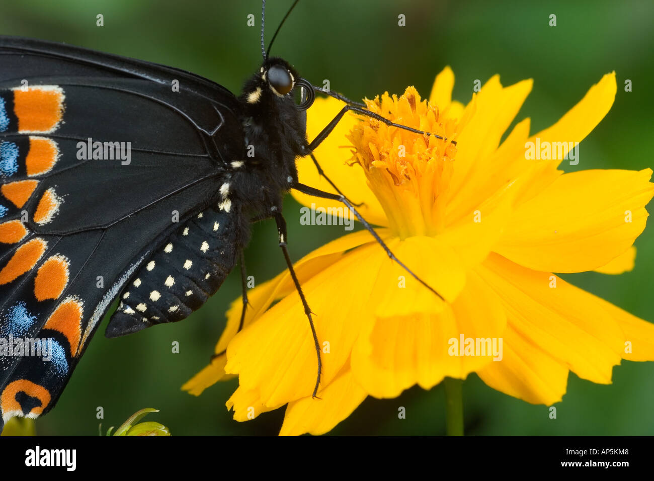 Male eastern black swallowtail butterfly hi-res stock photography and ...