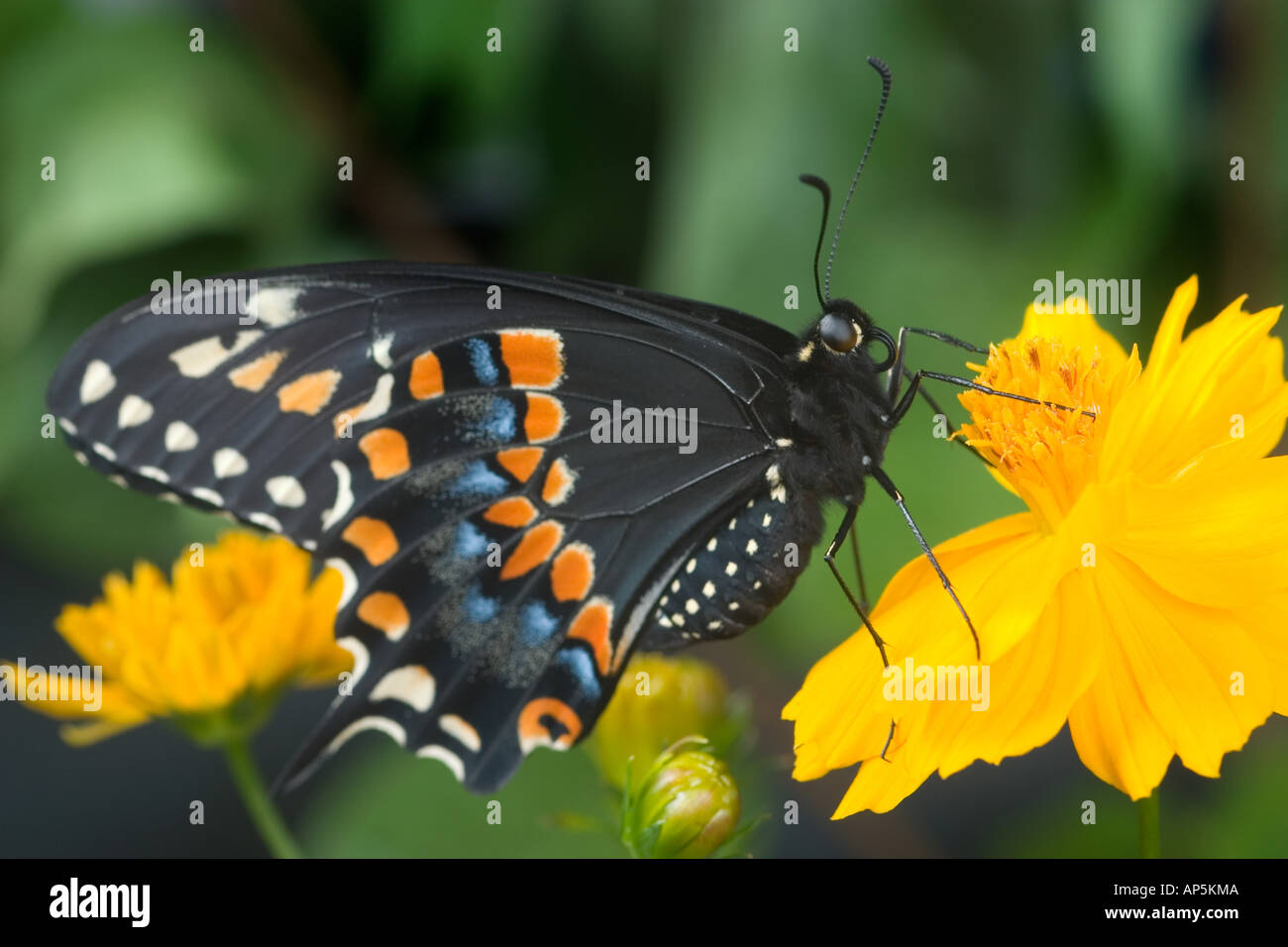 Male eastern black swallowtail butterfly hi-res stock photography and ...