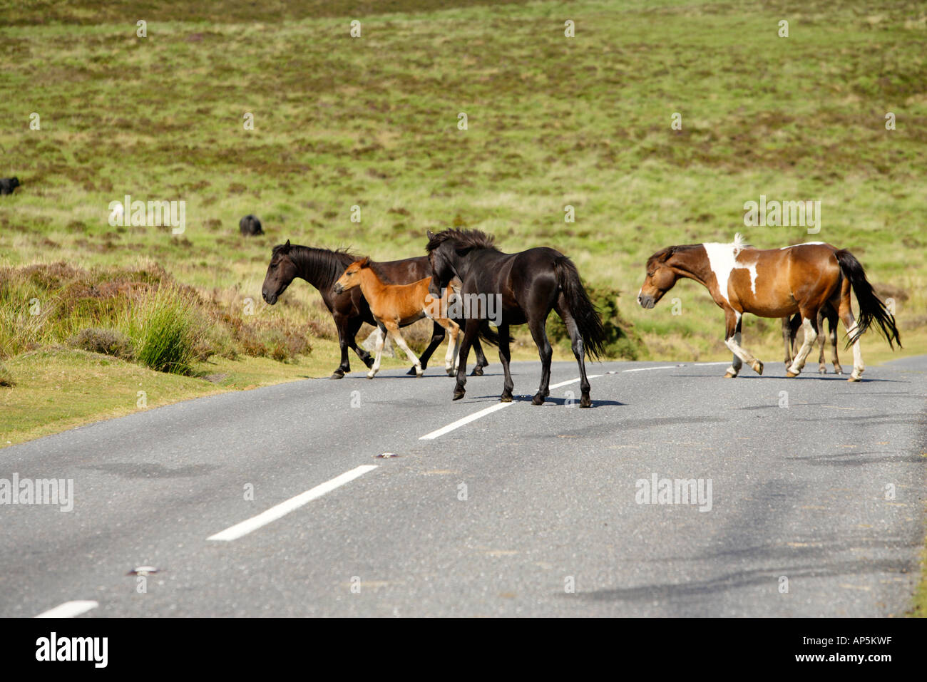 Wild Ponies On Dartmoor Devon UK Stock Photo - Alamy