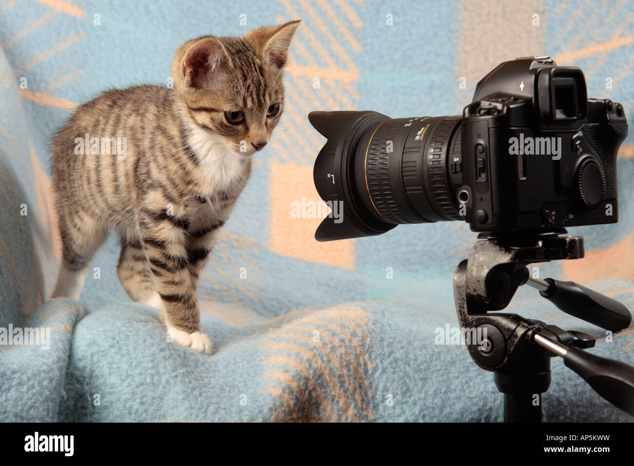 young kitten looking at a camera curiously Stock Photo - Alamy