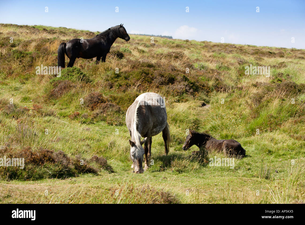 Wild Ponies On Dartmoor Devon UK Stock Photo - Alamy