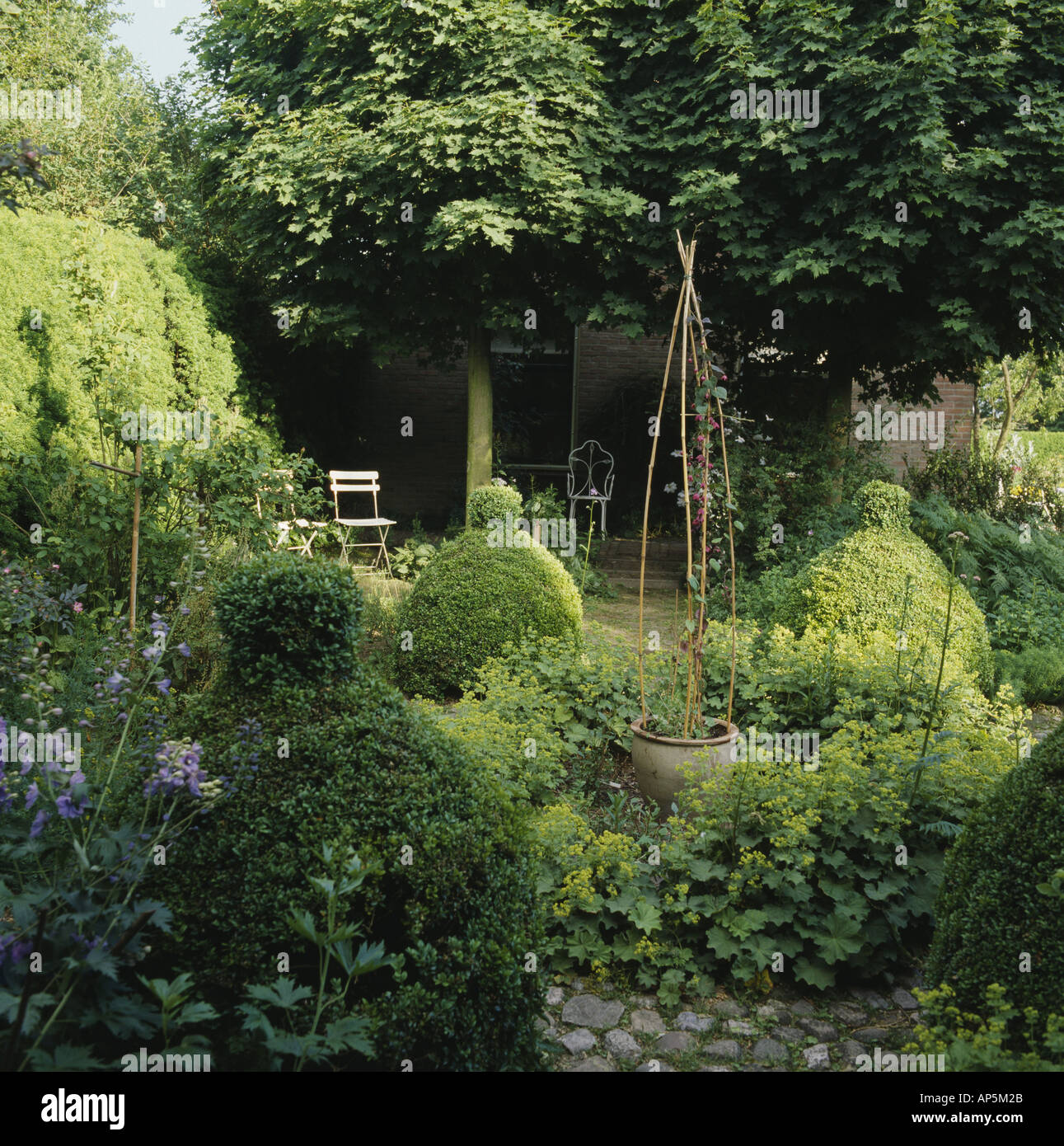 Tree courtyard clipped shrubs buxus hi-res stock photography and images ...